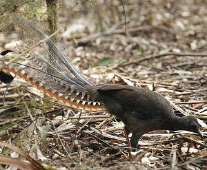 Ménure superbe - Menura novaehollandiae