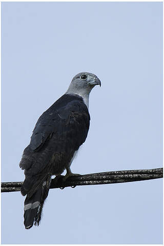 Grey-headed Kite - Leptodon cayanensis subadult - pain54822
