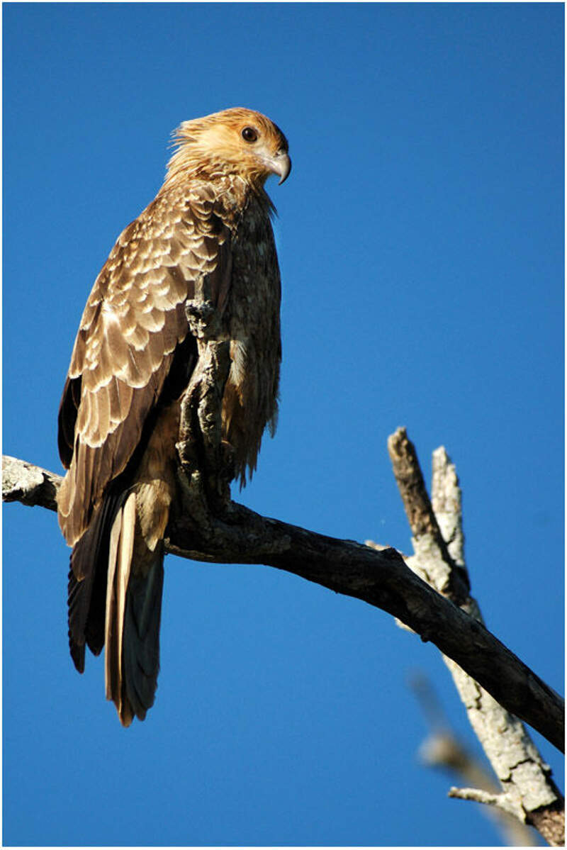 Milan siffleur adulte - pain23151