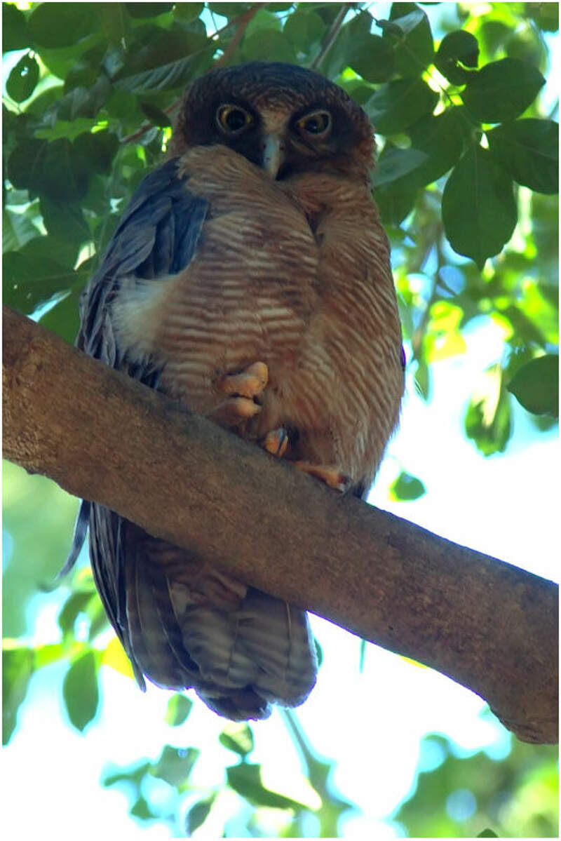 Ninoxe rousse adulte - pain23007