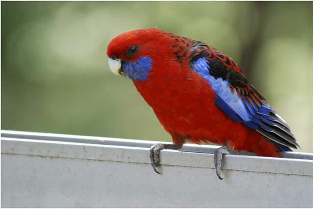 Perruche de Pennant adulte - pain37202