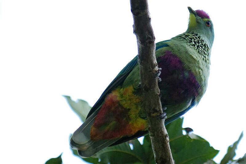 Red-bellied Fruit Dove - Ptilinopus greyi male adult - pain38953