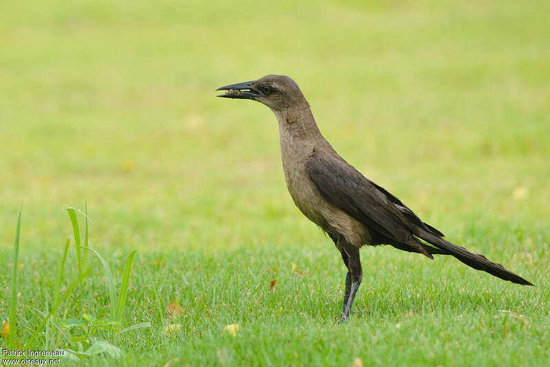Quiscale à longue queue femelle adulte, - pain72498