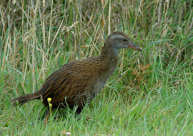 Weka - Gallirallus australis - pain6750