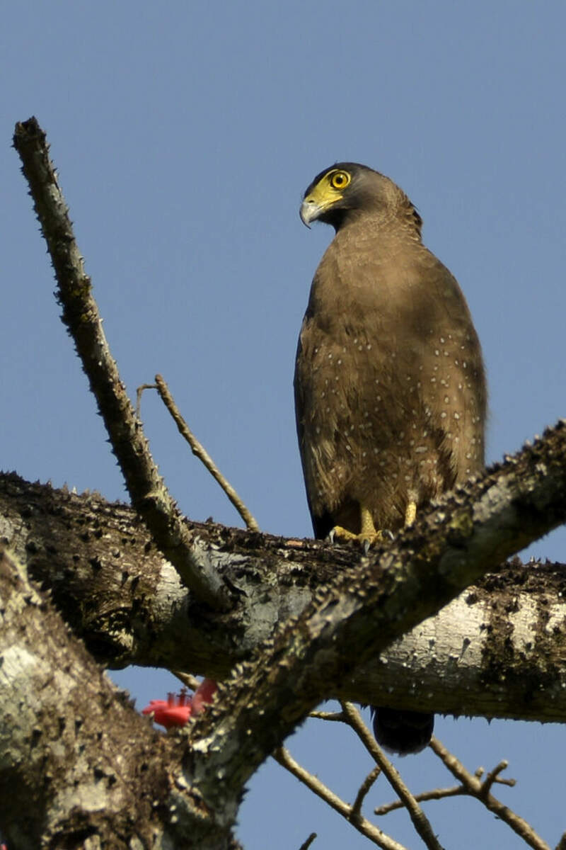 Serpentaire bacha adulte - pain298431