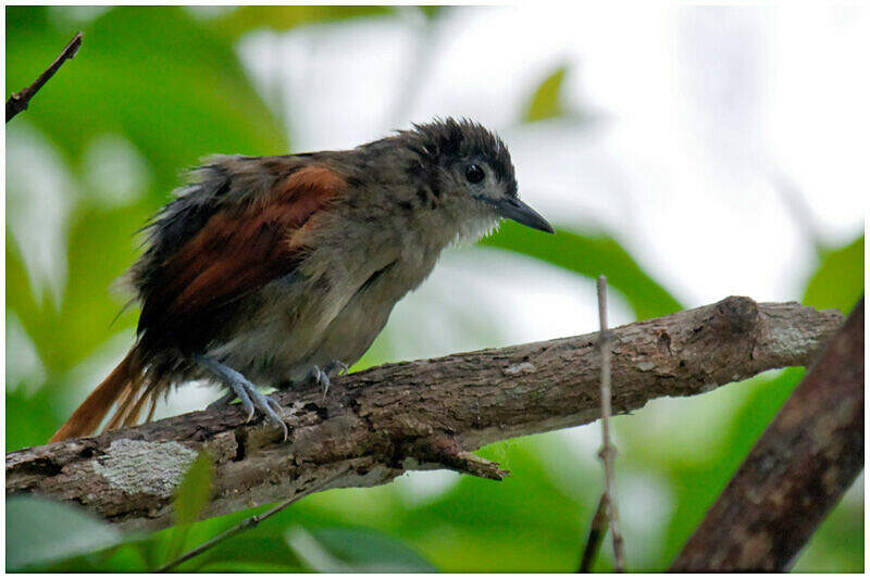 Synallaxe de Cayenne subadulte - pain50291