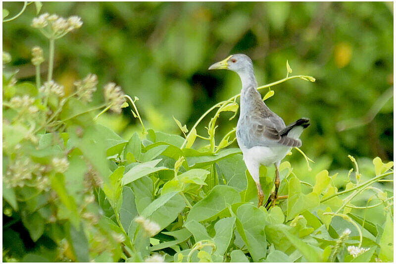 Azure Gallinule - Porphyrio flavirostris adult - pain54829