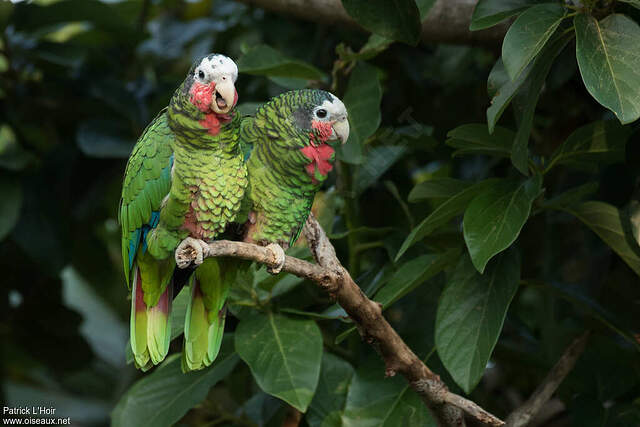 Cuban Amazon - Amazona leucocephala adult - palh188885