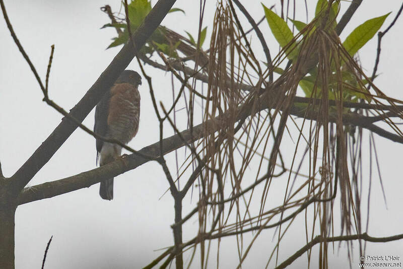 Besra - Accipiter virgatus - palh268756