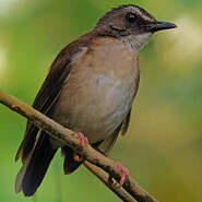 Brown-chested Alethe - Chamaetylas poliocephala