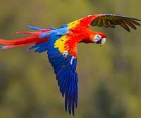 Ara rouge - Ara macao