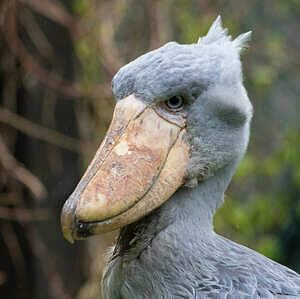 Bec-en-sabot du Nil - Balaeniceps rex