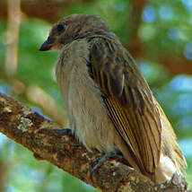 Petit Indicateur - Indicator minor