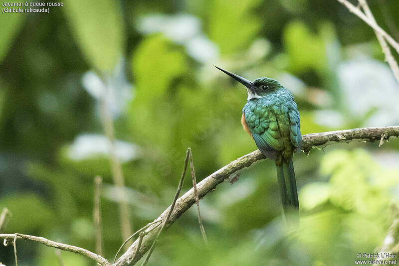 Jacamar à queue rousse - palh216461