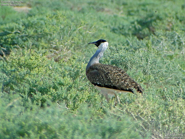 Heuglin's Bustard - Neotis heuglinii - palh169287