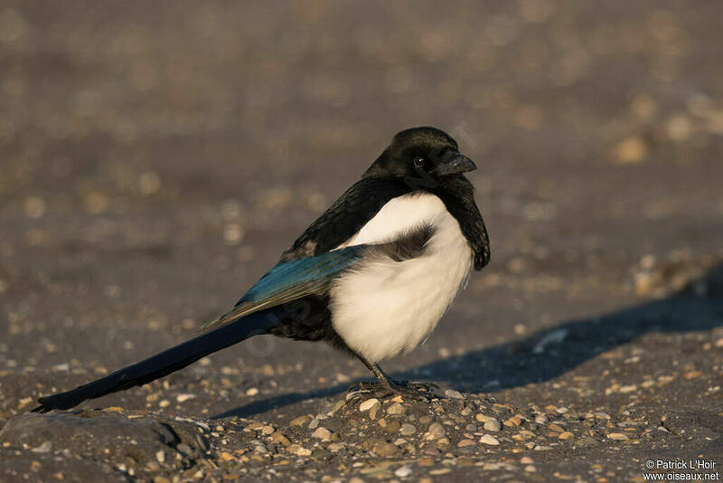 Pie bavarde adulte - palh238416