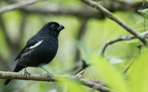 Cuban Bullfinch - Melopyrrha nigra