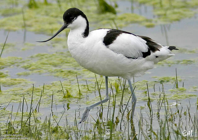 Avocette élégante - pama84690