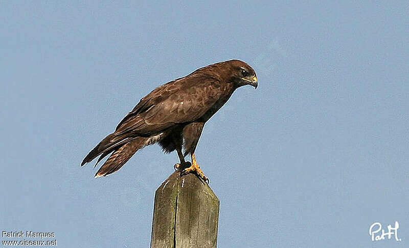 Buse variable adulte - pama85313