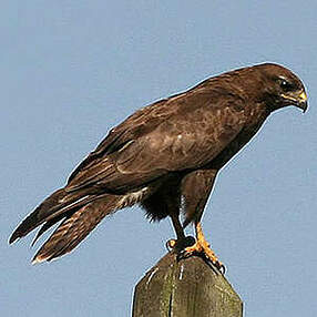 Buse variable - Buteo buteo
