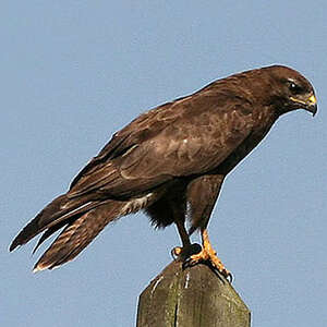 Buse variable - Buteo buteo