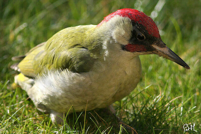 Pic vert mâle adulte - pama139376