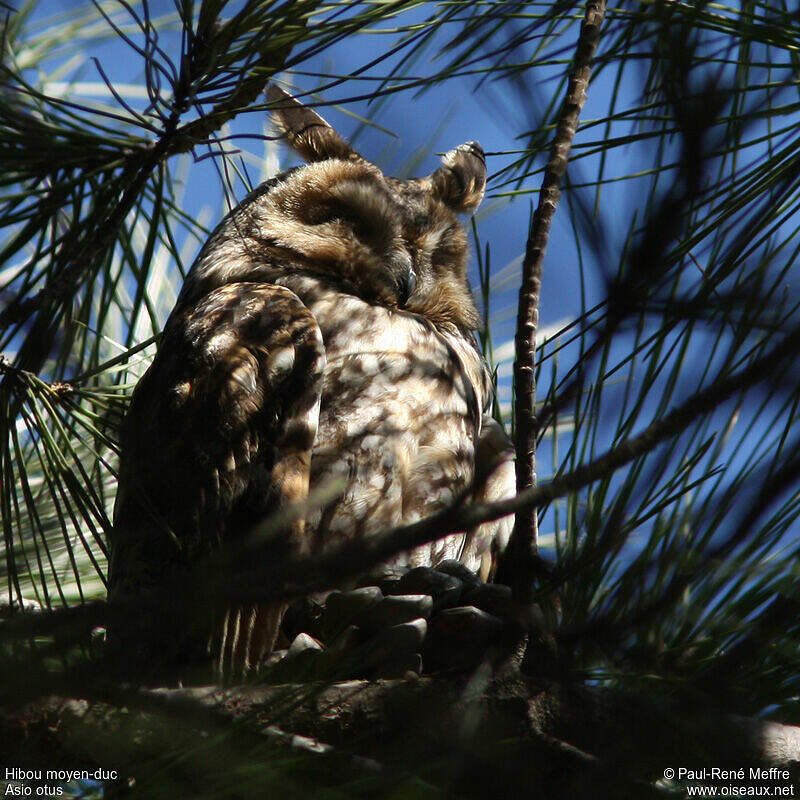 Hibou moyen-duc adulte - prme110215