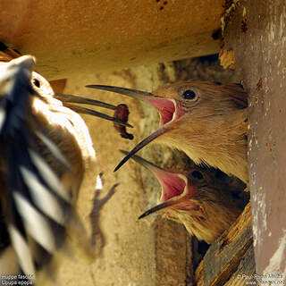 Huppe fasciée - prme110103