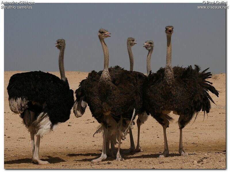 Autruche d'Afrique - Struthio camelus - pagu55543