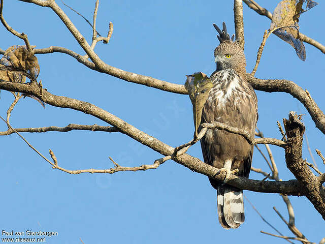 Aigle huppé adulte - pava282046