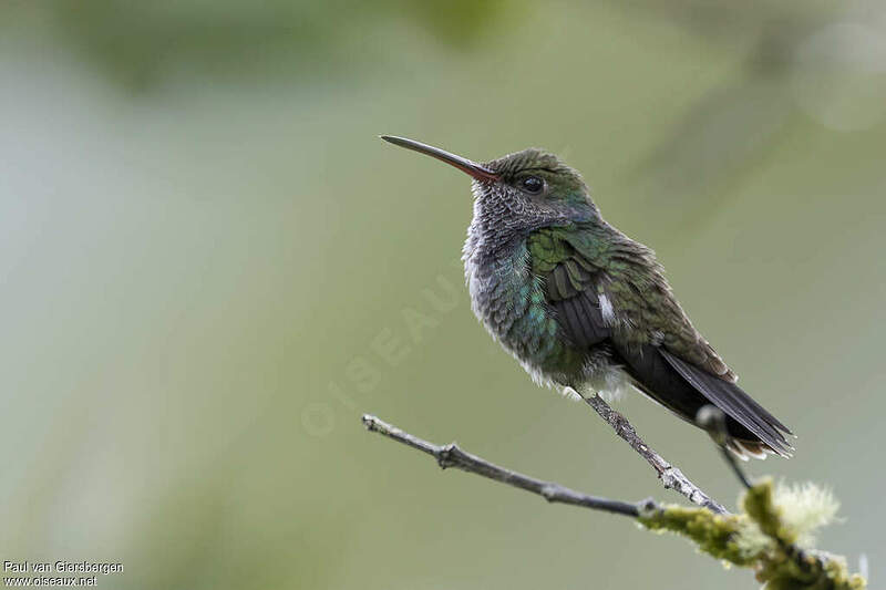 Ariane saphirine femelle adulte - pava325142