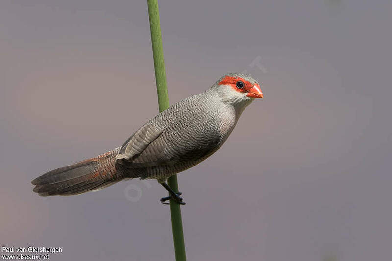 Astrild ondulé adulte - pava305186