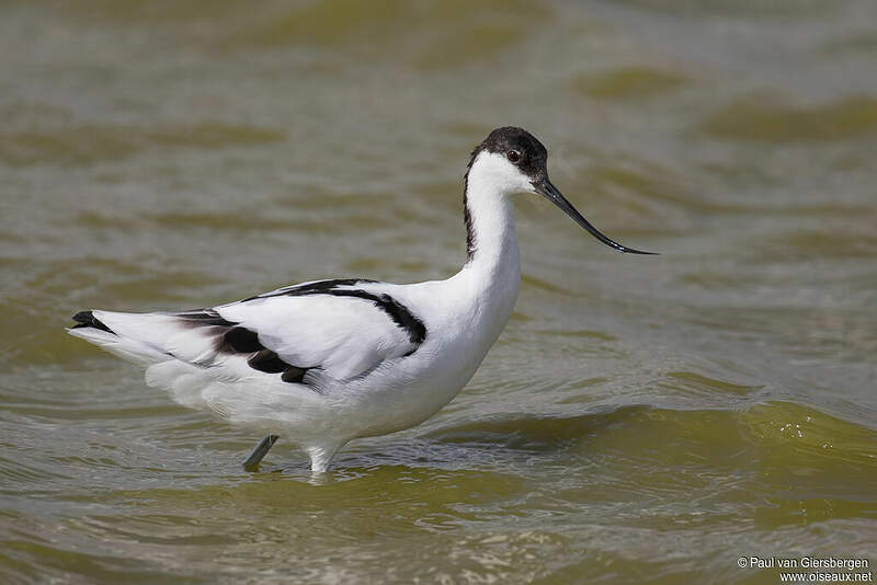 Avocette élégante adulte - pava306874