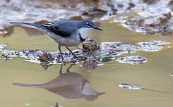 Bergeronnette à longue queue - Motacilla clara