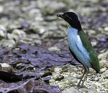 Azure-breasted Pitta - Pitta steerii