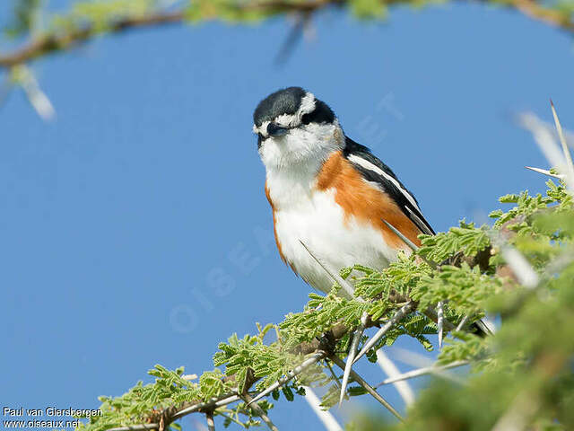 Brubru africain - pava276283