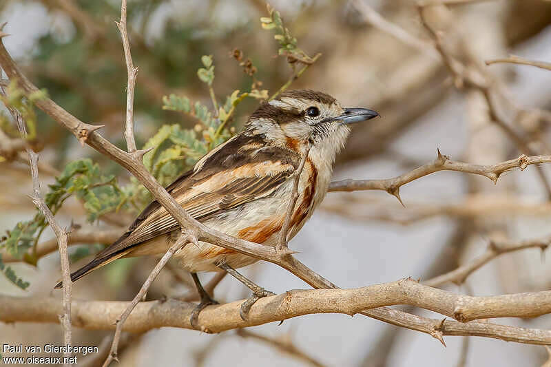 Brubru africain femelle adulte - pava278475