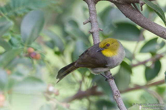 Yellow-throated Bulbul - Pycnonotus xantholaemus - pava274276