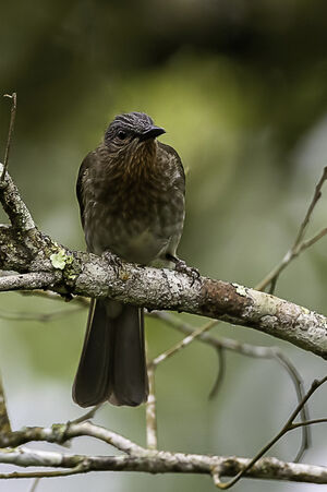 Philippine Bulbul - Hypsipetes philippinus