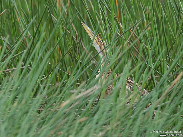 Butor mirasol adulte - pava303823