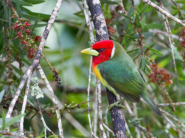 Cabézon à tête rouge mâle adulte - pava278696