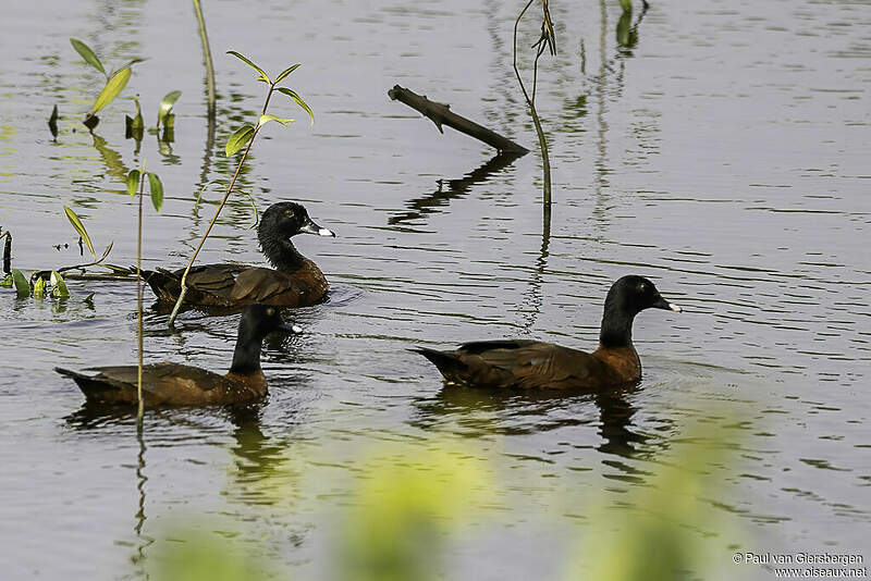 Canard de Hartlaub - pava335969