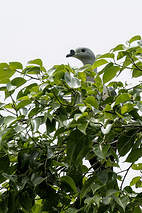 Pacific Imperial Pigeon - Ducula pacifica