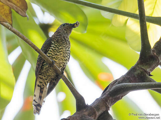 Coucou foliotocol - pava274954