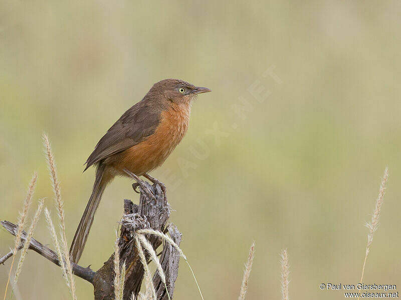 Cratérope rubigineux adulte - pava274875