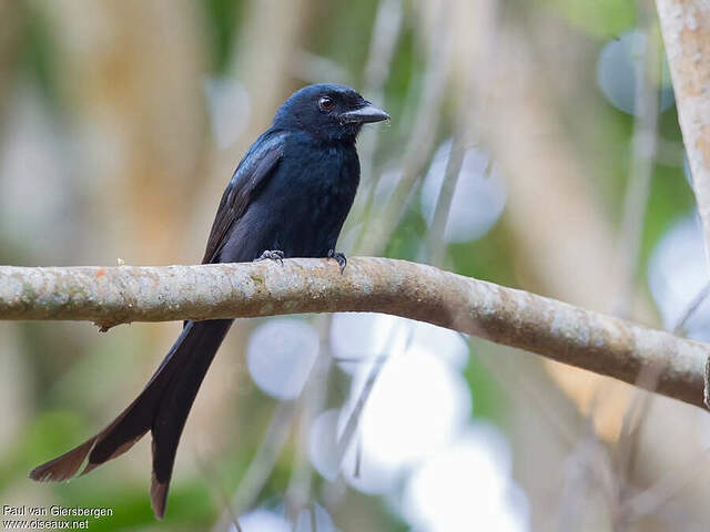 Drongo de Mayotte adulte - pava276765