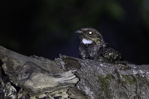 Philippine Nightjar - Caprimulgus manillensis