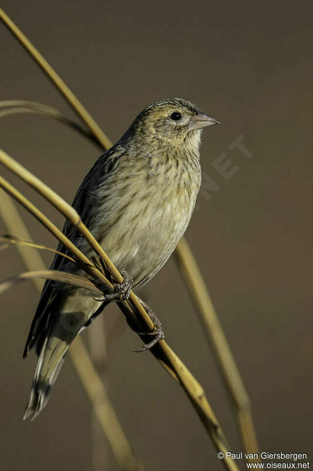 Euplecte à longue queue adulte internuptial - pava345527