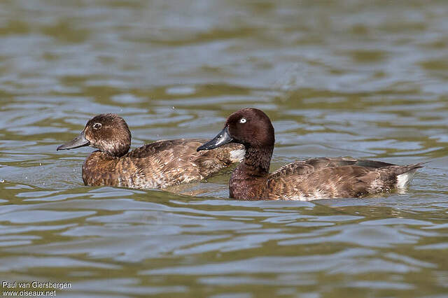 Fuligule de Madagascar adulte - pava292793