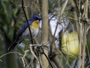 Palawan Blue Flycatcher - Cyornis lemprieri